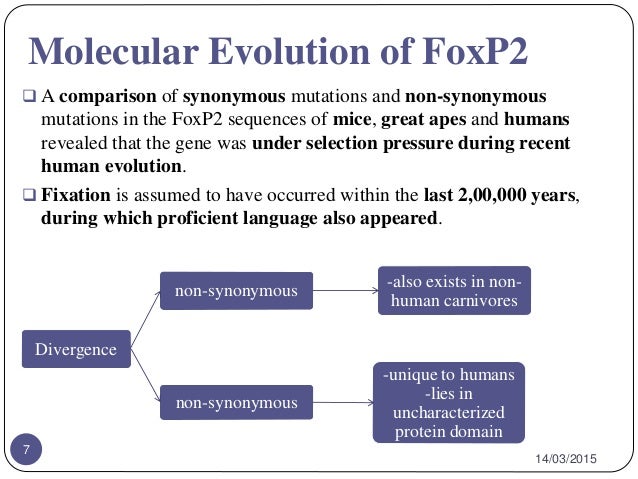 FoxP2 and language