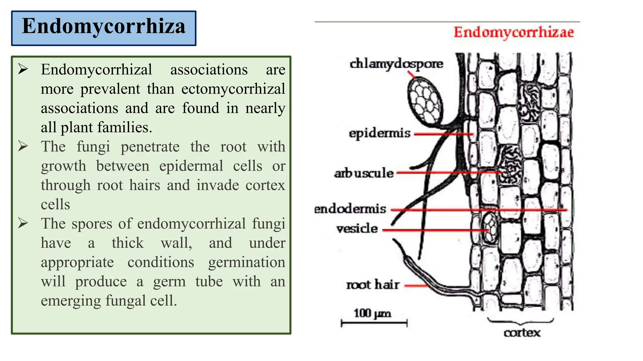 Effects of fungal interaction with host plant and.pptx