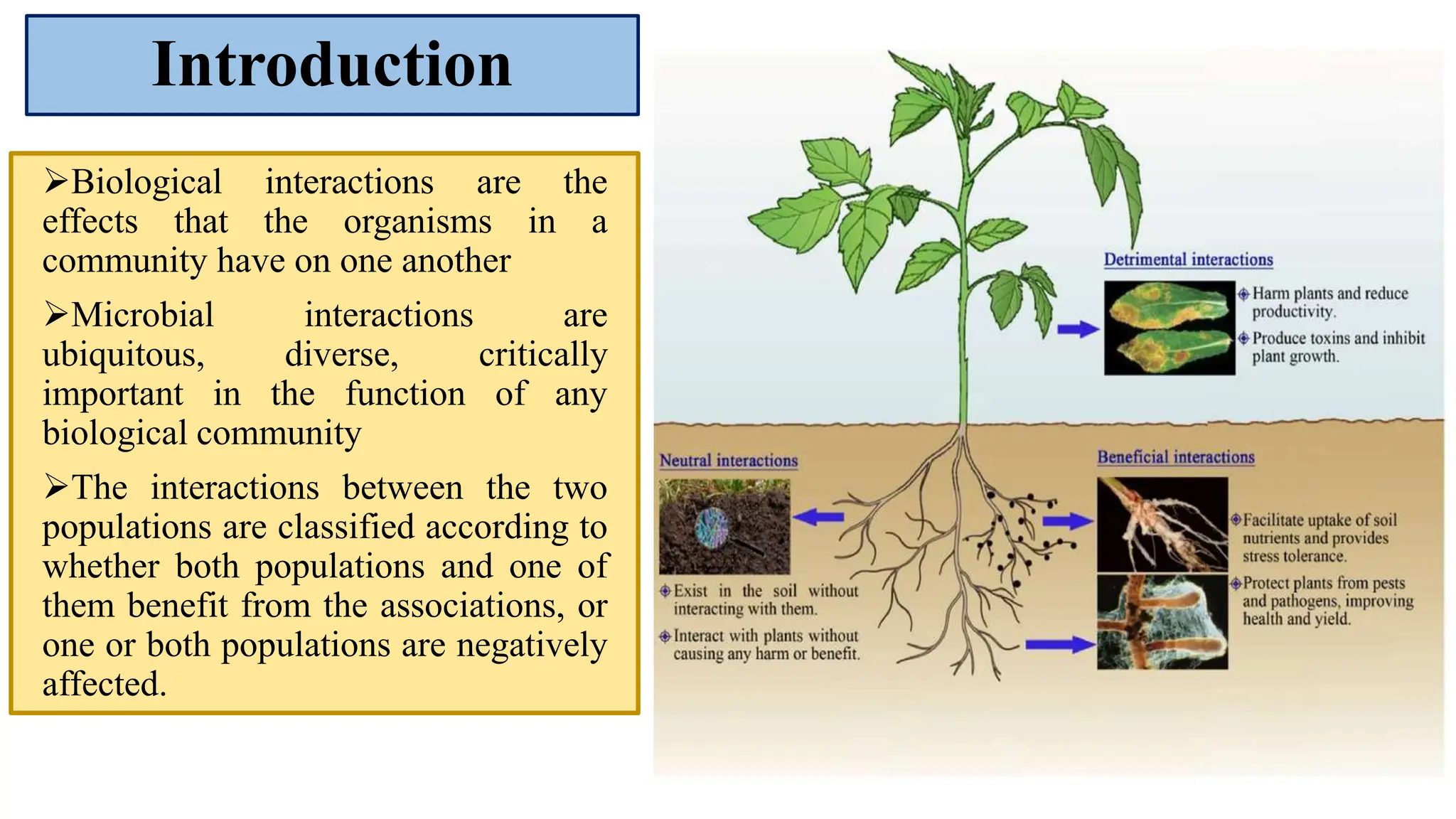 Effects of fungal interaction with host plant and.pptx