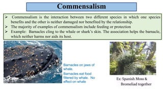 Effects of fungal interaction with host plant and.pptx