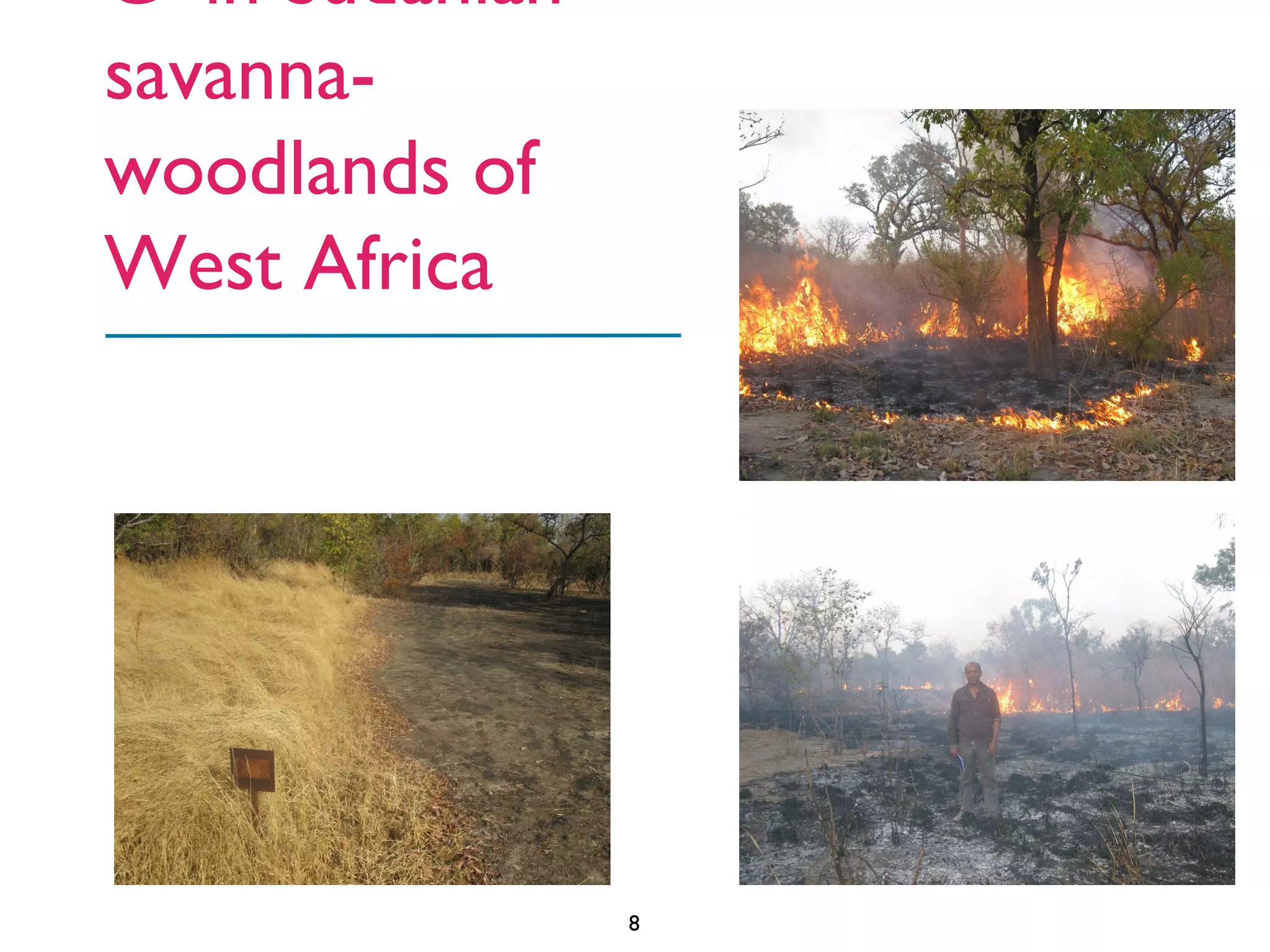Effects of grazing and fire on soil carbon in dry african savanna | PPT