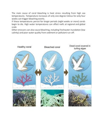 Effects of Global Warming | DOCX