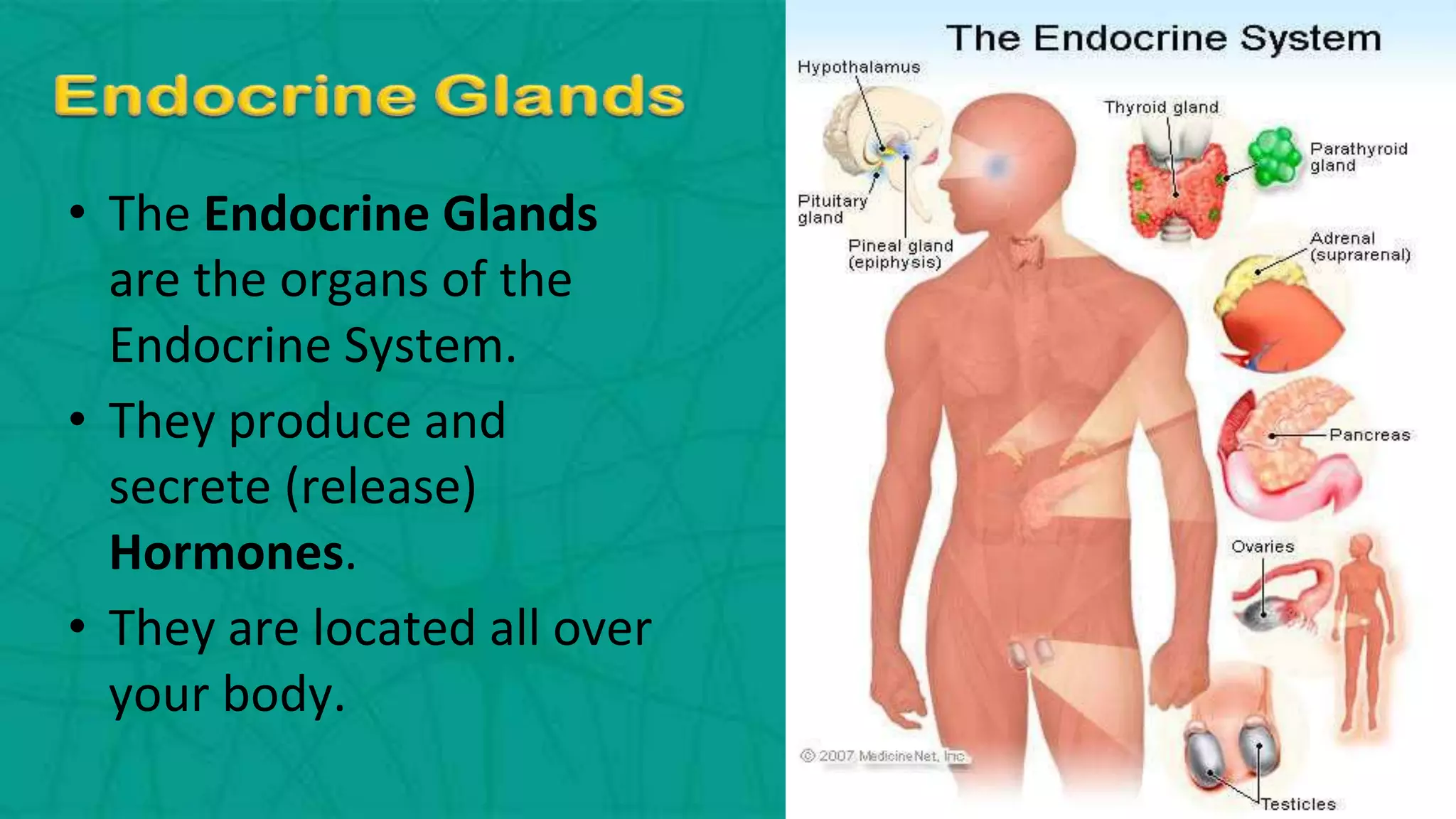 Effects of hormones Endocrine sysetm.pptx