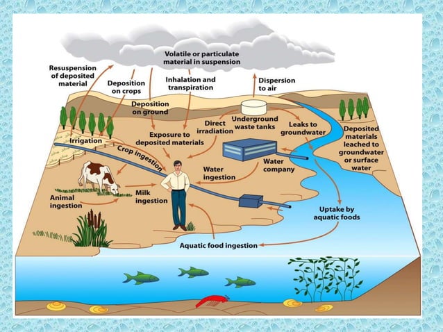 Effects of nuclear pollution | PPT