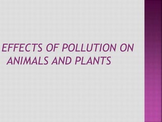 Effects of pollution | PPTX
