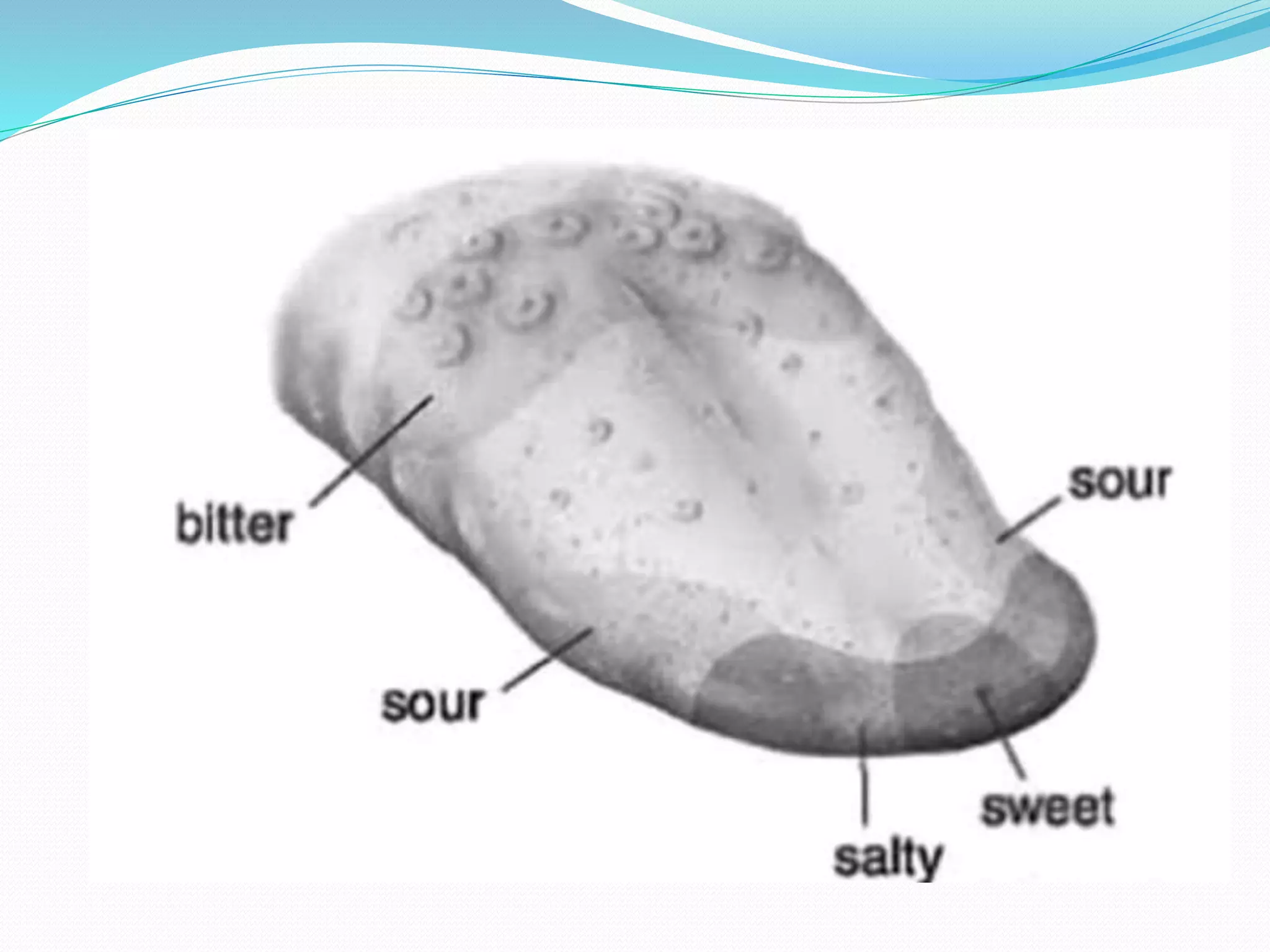 Effects of radiation on oral tissues | PPTX