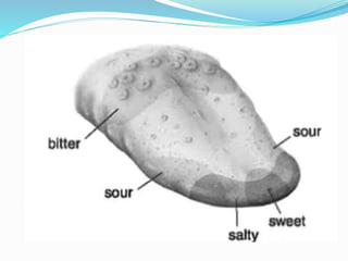 Effects of radiation on oral tissues | PPTX