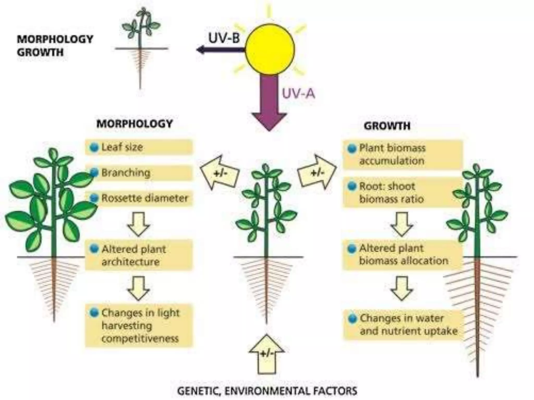 Effects of radiations on plants | PPTX