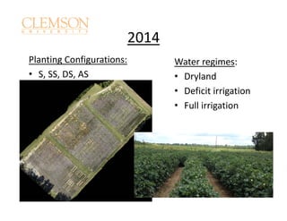 Effects of skip row planting on cotton - khalilian | PPT