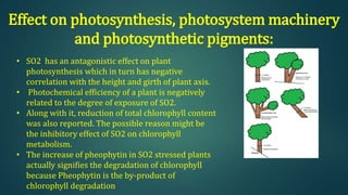Effects of so2 on vegetation | PPTX