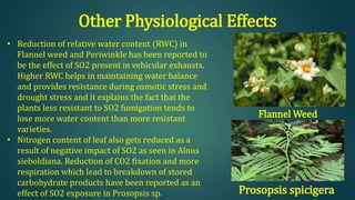 Effects of so2 on vegetation | PPTX