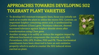Effects of so2 on vegetation | PPTX
