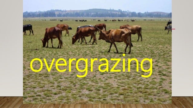 Soil Erosion By Animals