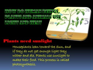 Effects of sun's heat and light | PPTX