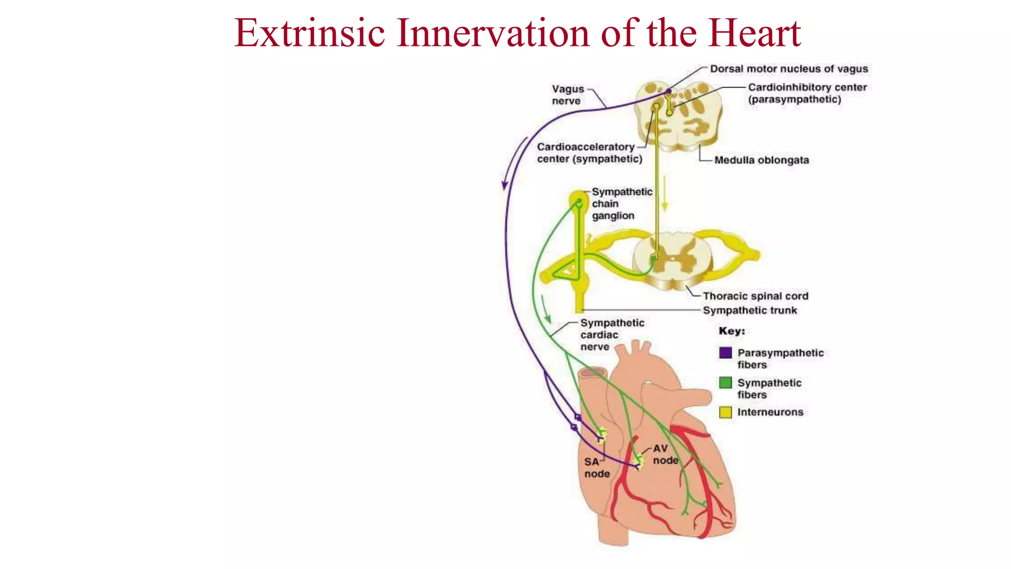 Effects of Sympathetic Stimulation 1.pptx