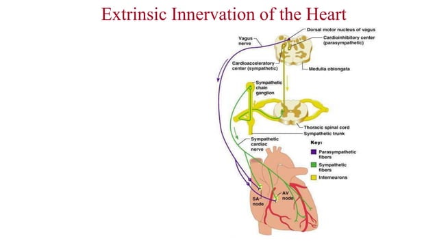 Effects of Sympathetic Stimulation 1.pptx