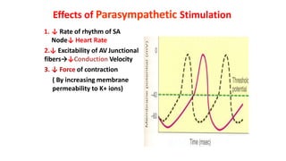 Effects of Sympathetic Stimulation 1.pptx