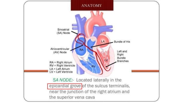 Effects of Sympathetic Stimulation 1.pptx