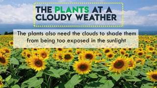 Grade 3 Science- Effects of weather in the Plants | PDF