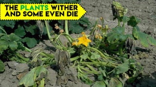 Grade 3 Science- Effects of weather in the Plants | PDF