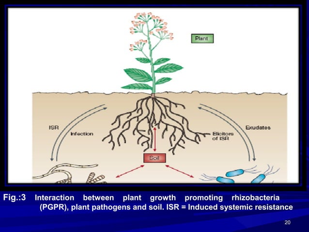 Efficacy of bacterial bioagents in the management of plant diseases | PPT | Gardening | Home ...