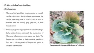 efficiency of trichoderma viride against leaf spot of cabbage.pptx