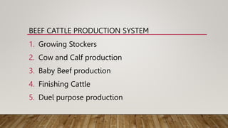 Efficient beef production system.pptx