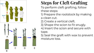 Efficient Grafting Techniques Cleft, Saddle, and Marcotting Procedures ...