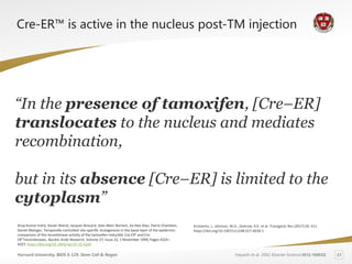 Efficient recombination by tamoxifen inducible cre | PPTX