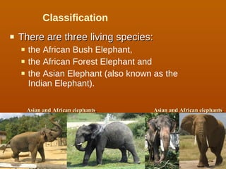 E for Elephant | PPT