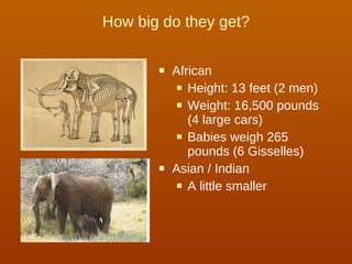 E for Elephant | PPT