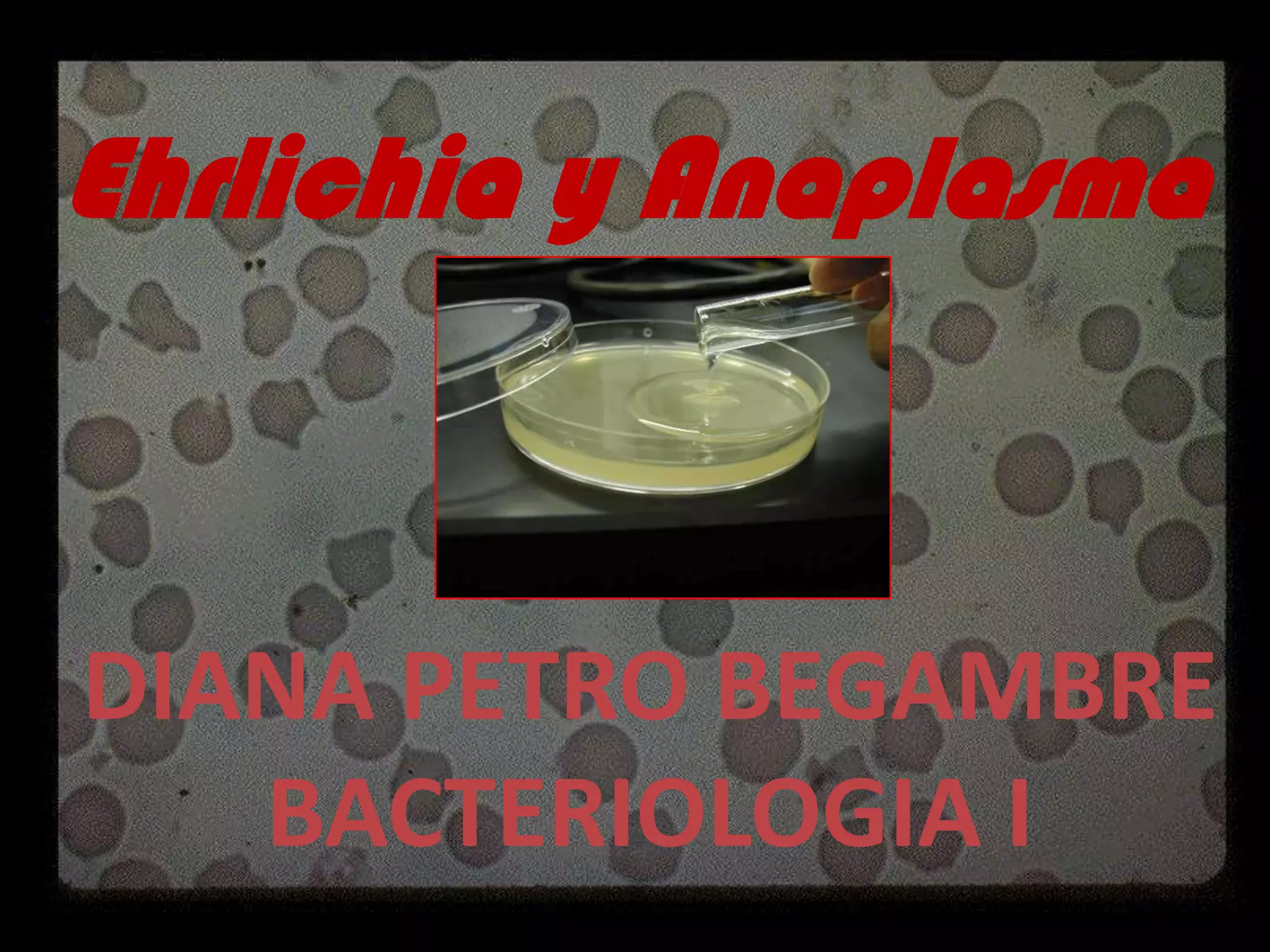 EHRLICHIA Y ANAPLASMA | PPTX