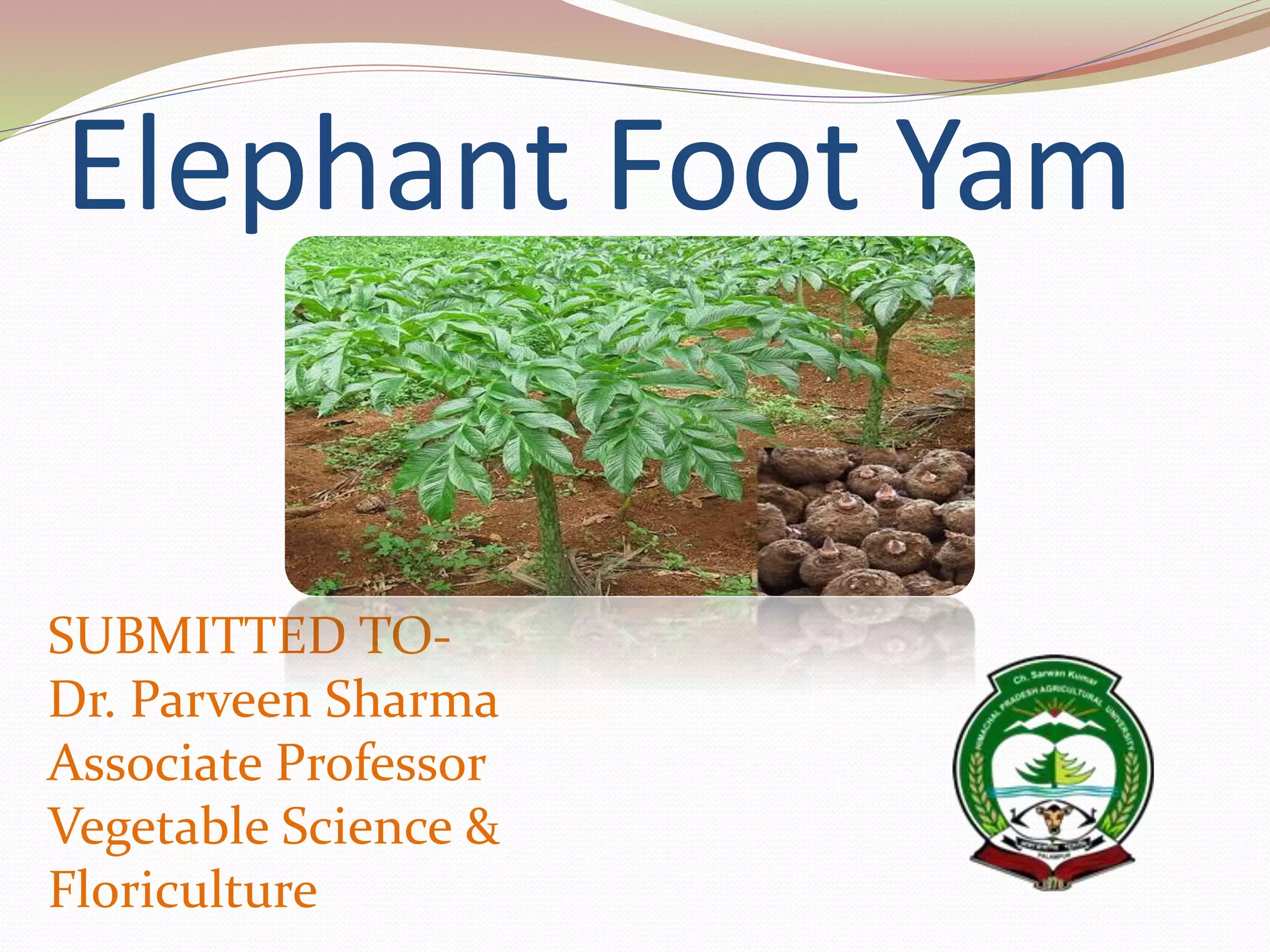 ELEPHANT FOOT YAM | PPTX