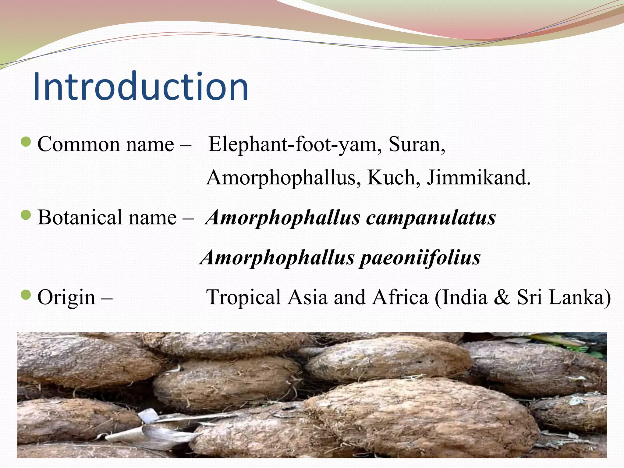 ELEPHANT FOOT YAM | PPTX