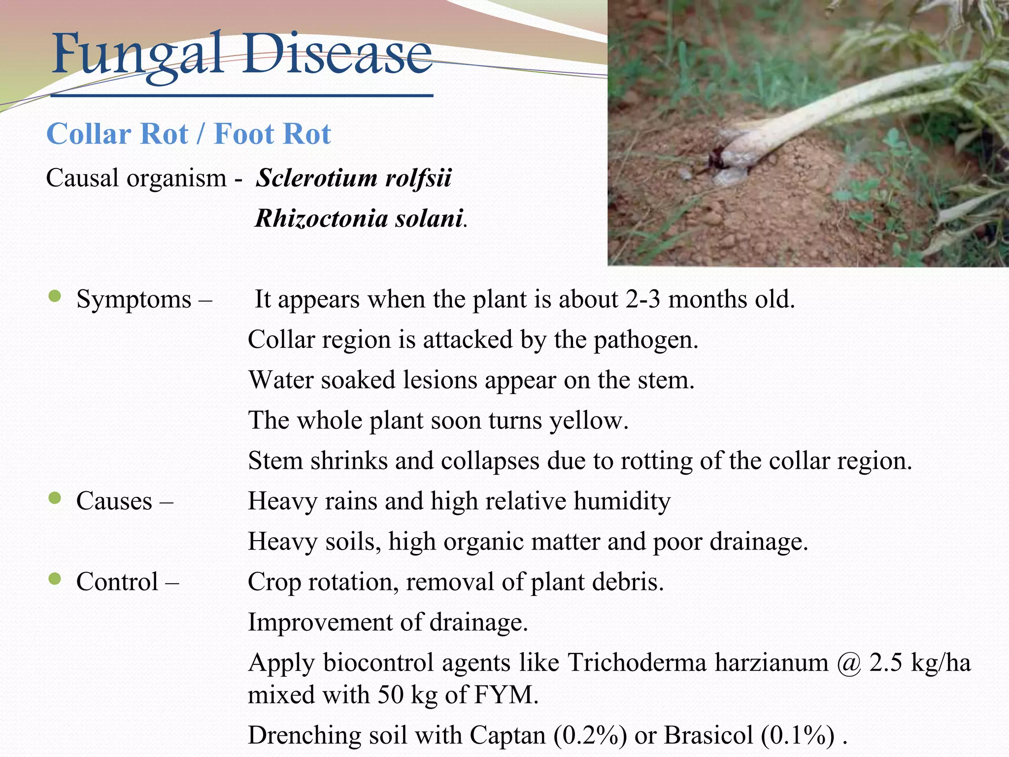 ELEPHANT FOOT YAM | PPTX