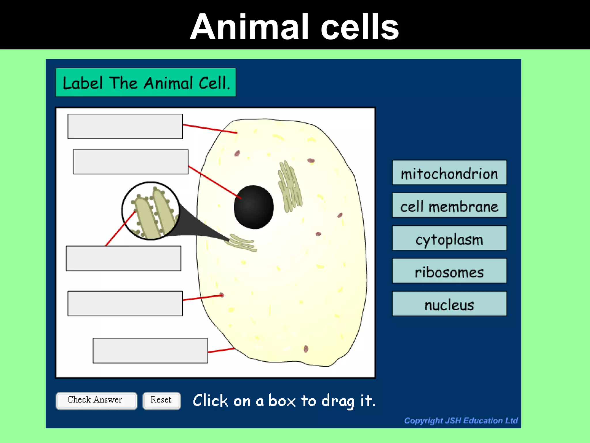 Animal and Plant cells | PPT