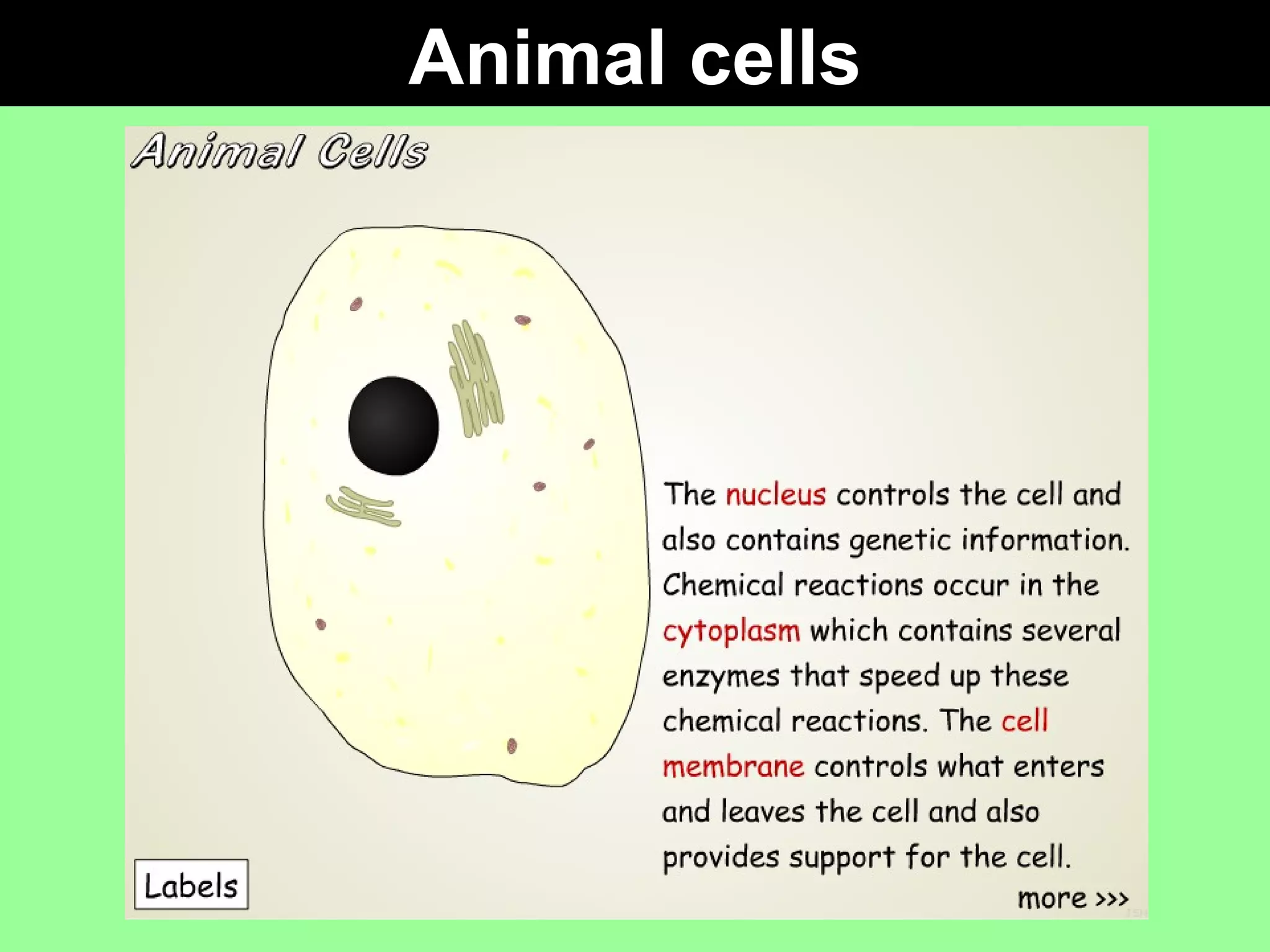 Animal and Plant cells | PPT