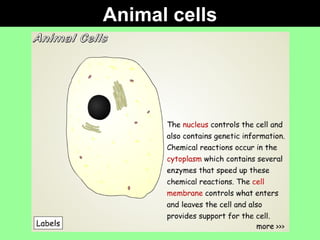 Animal and Plant cells | PPT
