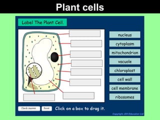 Animal and Plant cells | PPT