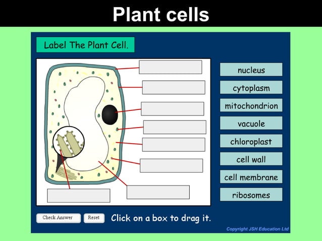 Animal and Plant cells | PPT | Biological Sciences | Science