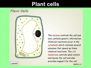 Animal and Plant cells | PPT