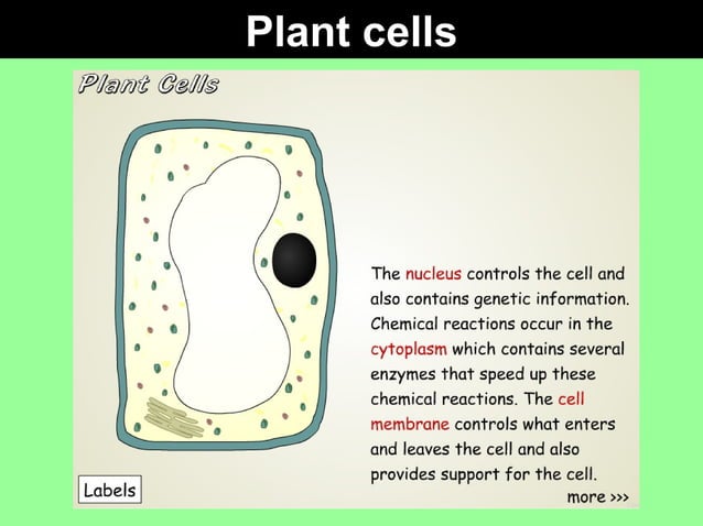 Animal and Plant cells | PPT | Biological Sciences | Science
