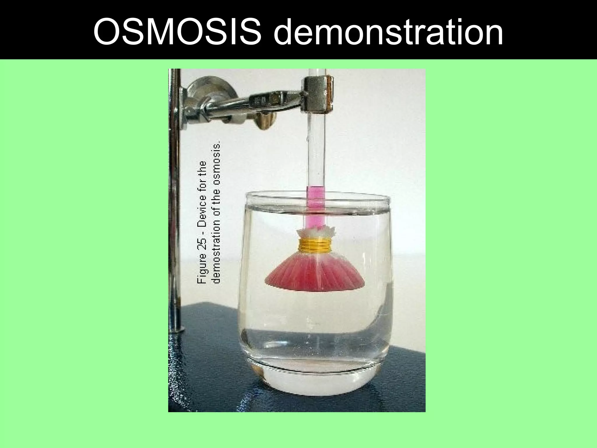 Diffusion and Osmosis | PPT