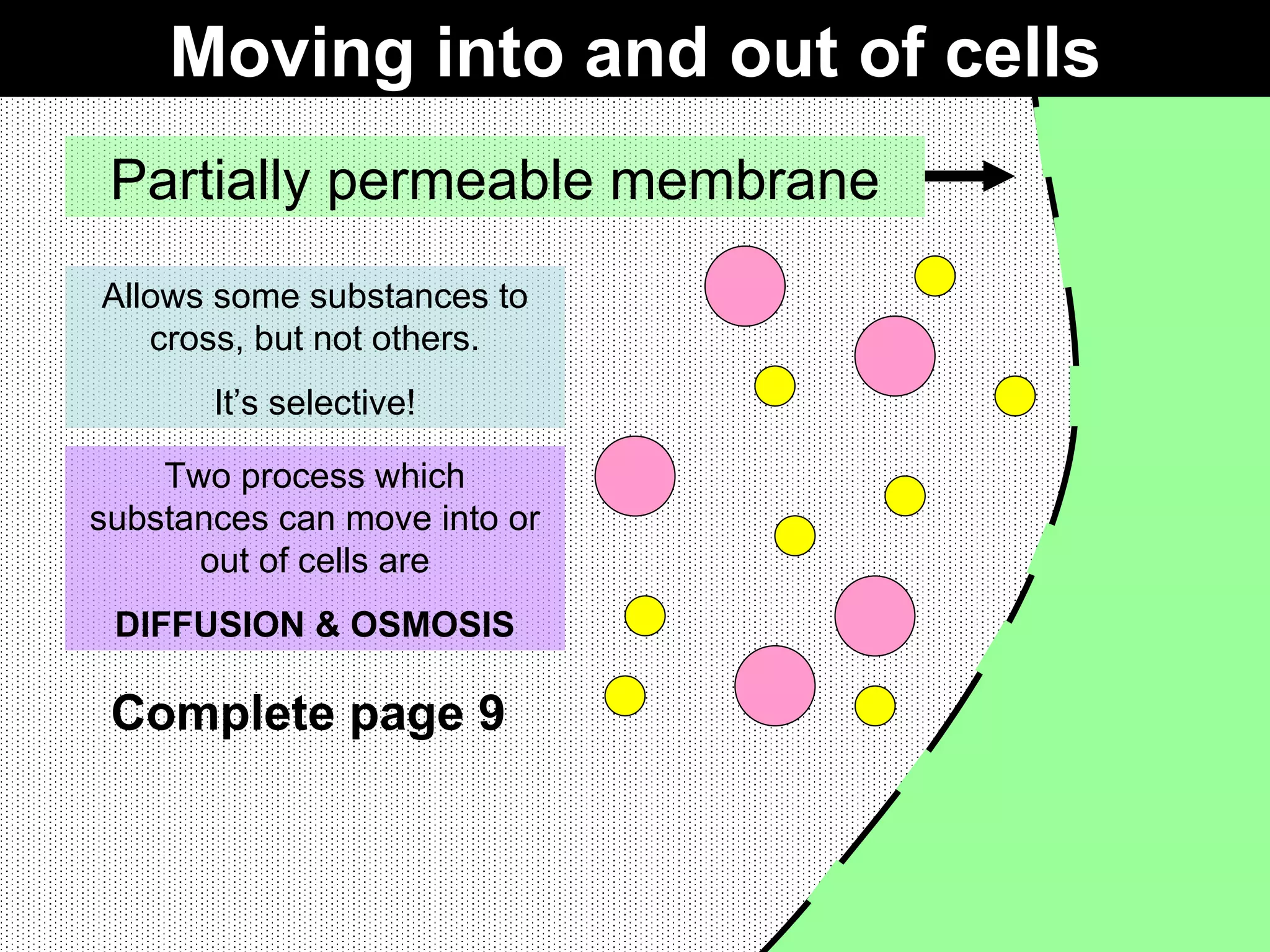 Diffusion and Osmosis | PPT