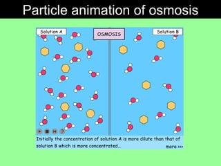 Diffusion and Osmosis | PPT