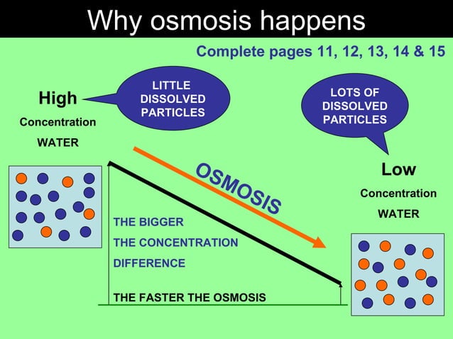 Diffusion and Osmosis | PPT
