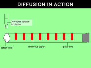 Diffusion and Osmosis | PPT
