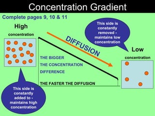 Osmosis Diagram Gcse