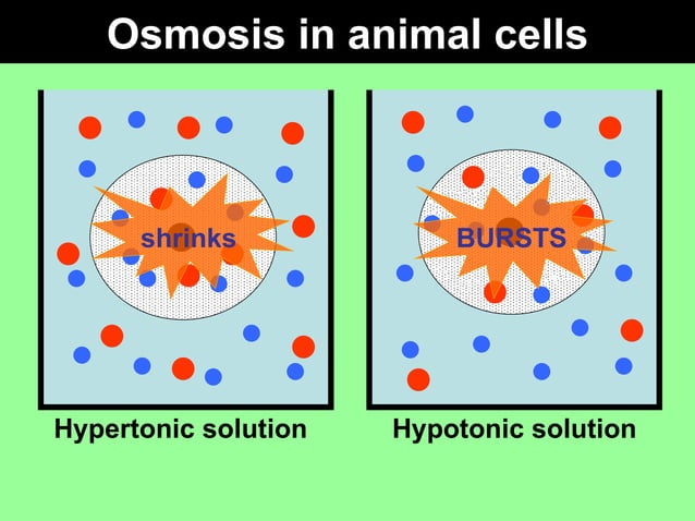 Diffusion And Osmosis Ppt