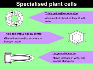 Specialised Cells | PPT
